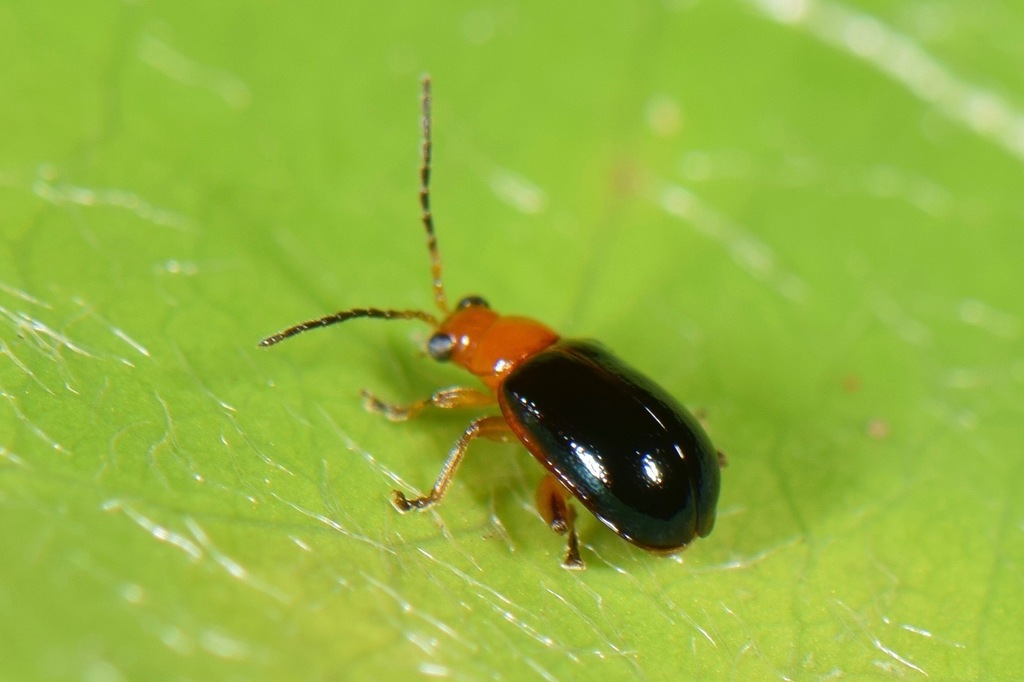 Flea Beetles from Catemaco, Ver., Mexico on August 12, 2022 at 07:15 PM ...