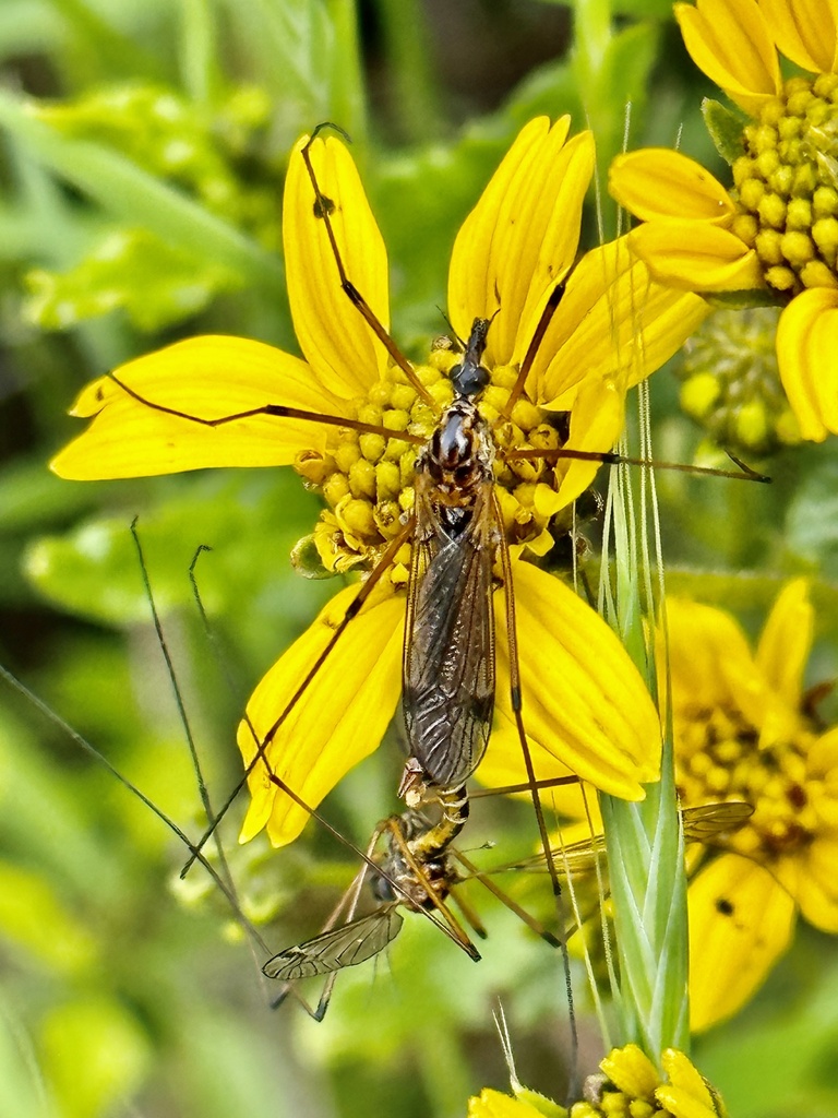 Hesperotipula from Mission Trails Regional Park, San Diego, CA, US on ...