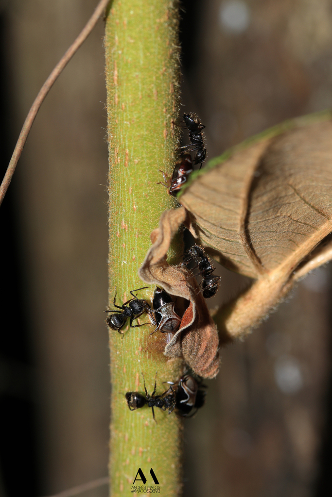 Dolichoderus bispinosus from Panamá on April 2, 2023 at 02:26 PM by ...