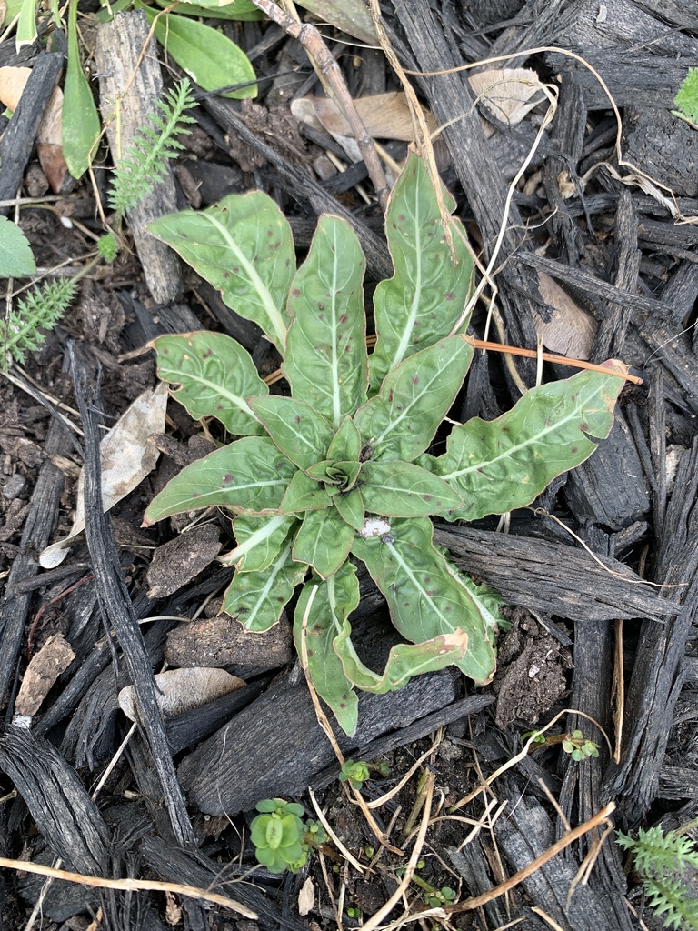common evening-primrose from Poplar St, Erie, PA, US on April 03, 2023 ...