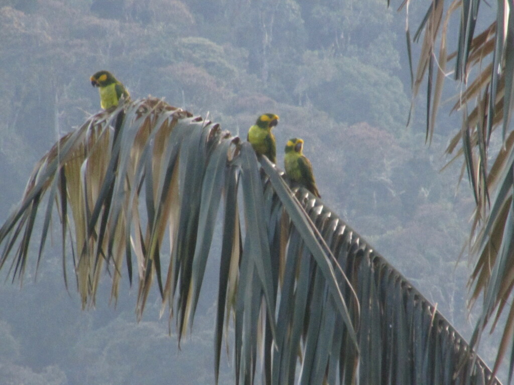 Loro orejiamarillo en marzo de 2023 por angiebird. Censo #3 del Loro ...