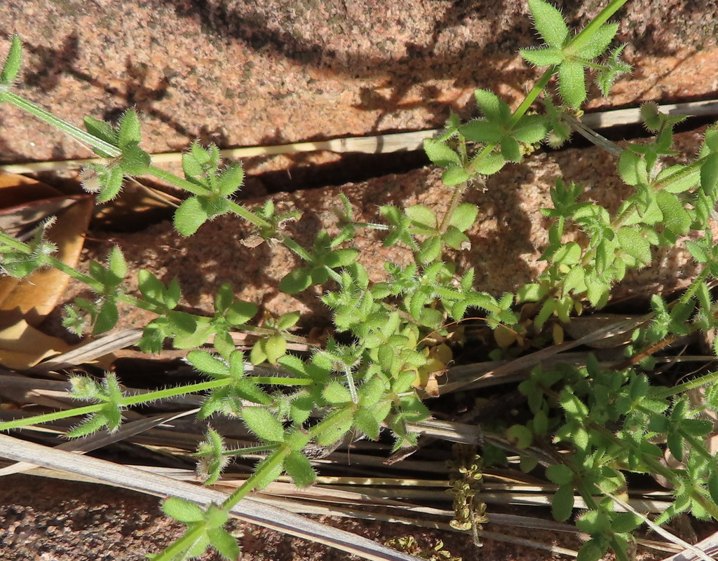 Texas bedstraw from Burnet County, TX, USA on April 3, 2023 at 09:49 AM ...