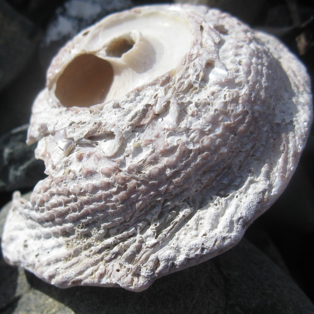 Circular Saw Shell from Breaker Bay, Wellington 6022, New Zealand on ...