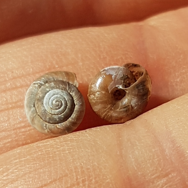 Trochulus hispidus (Linnaeus, 1758)