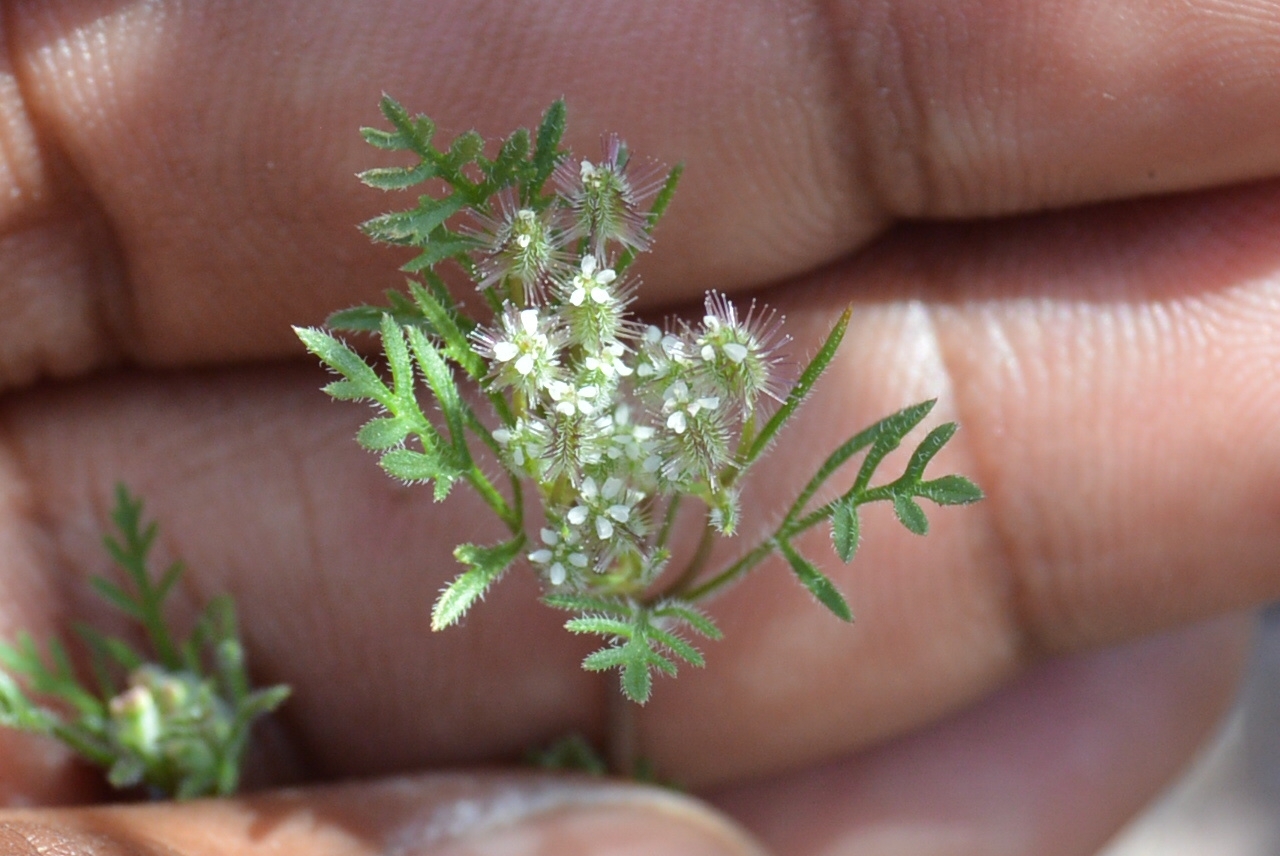 Yabea microcarpa (Hook. & Arn.) Koso-Pol.