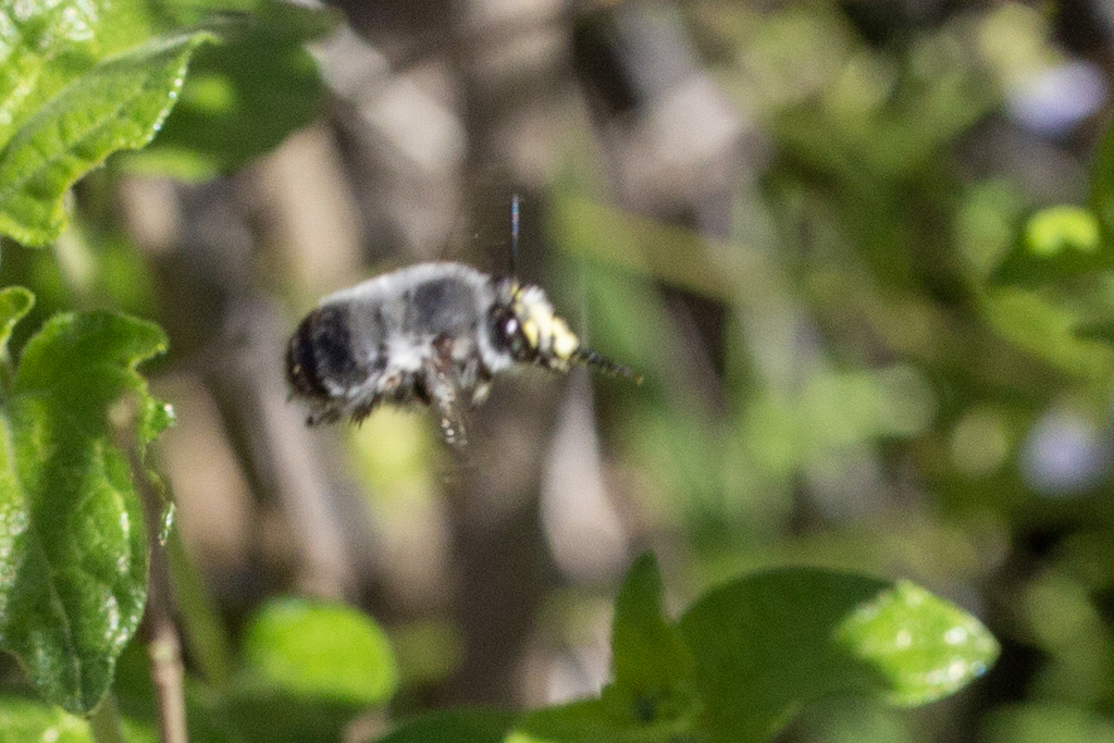 Common Digger Bees from Pima County, AZ, USA on March 18, 2023 at 06:01 ...