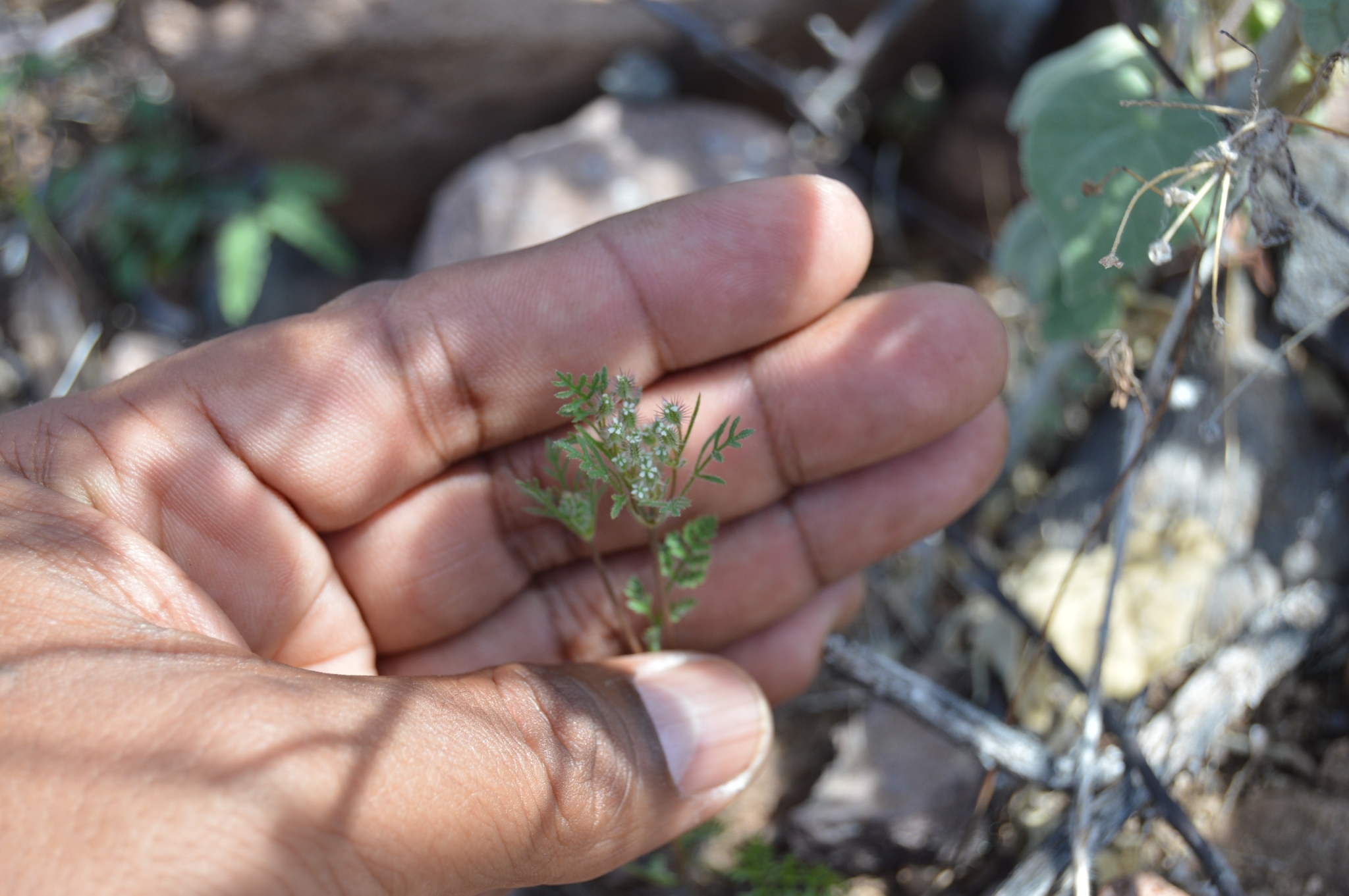 Yabea microcarpa (Hook. & Arn.) Koso-Pol.