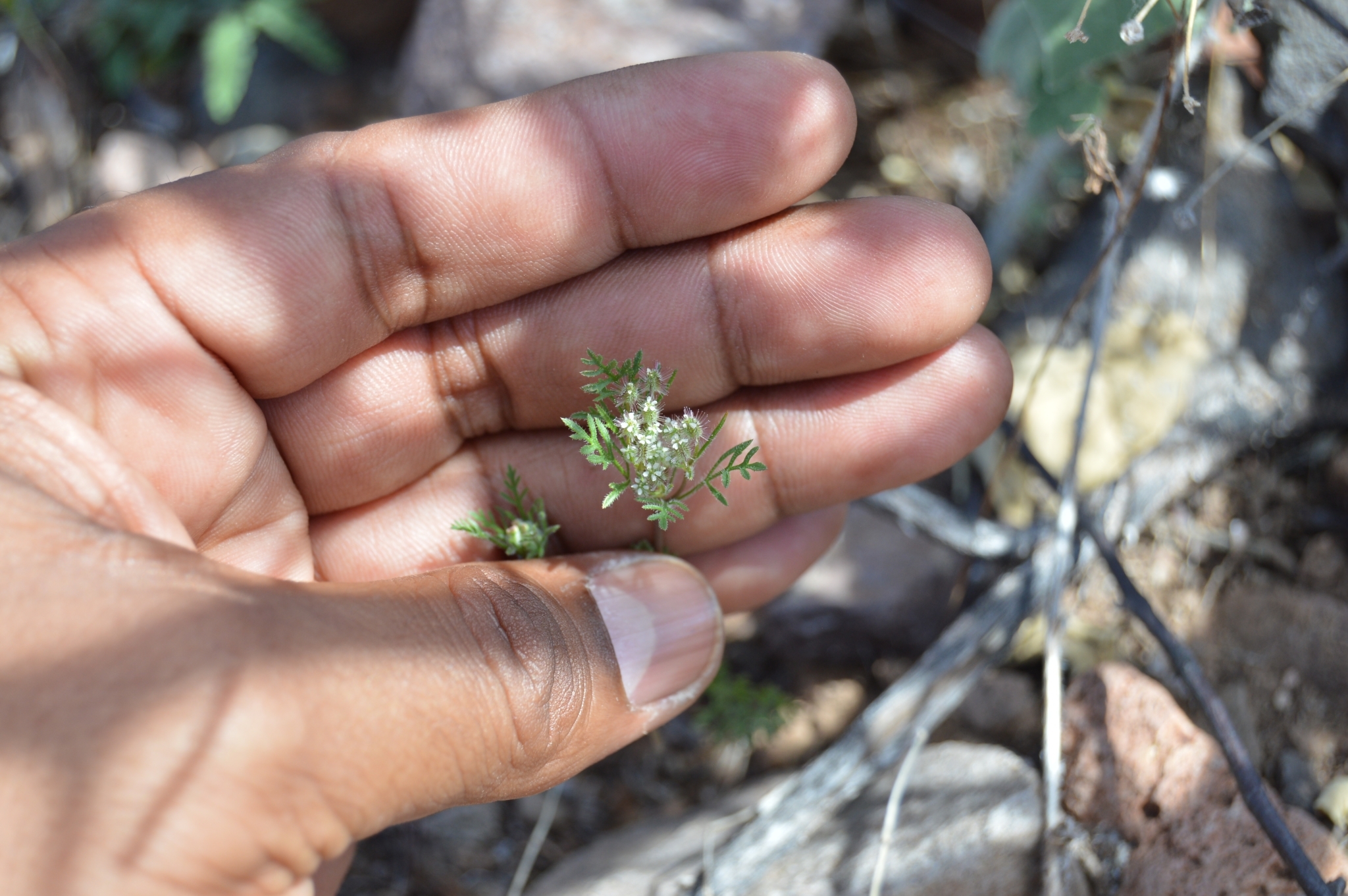 Yabea microcarpa (Hook. & Arn.) Koso-Pol.
