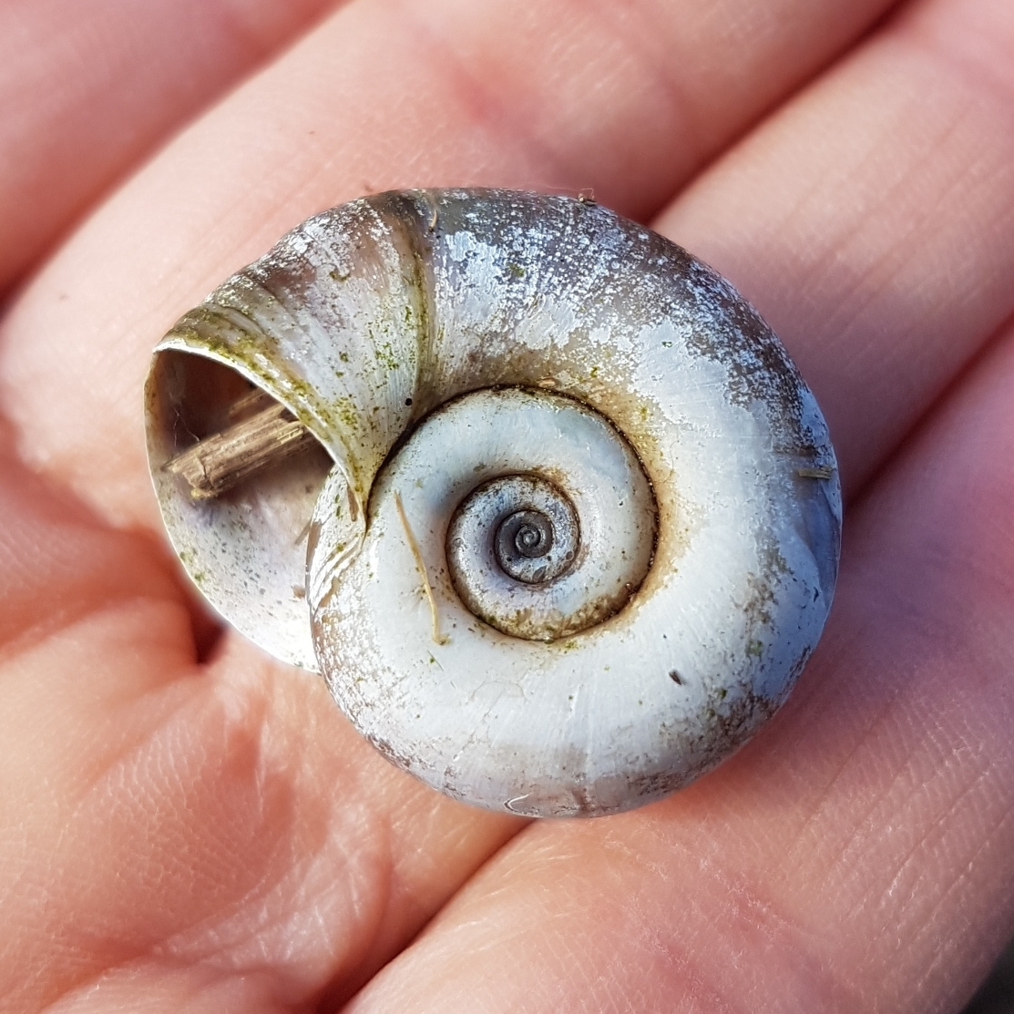 Planorbarius corneus (Linnaeus, 1758)