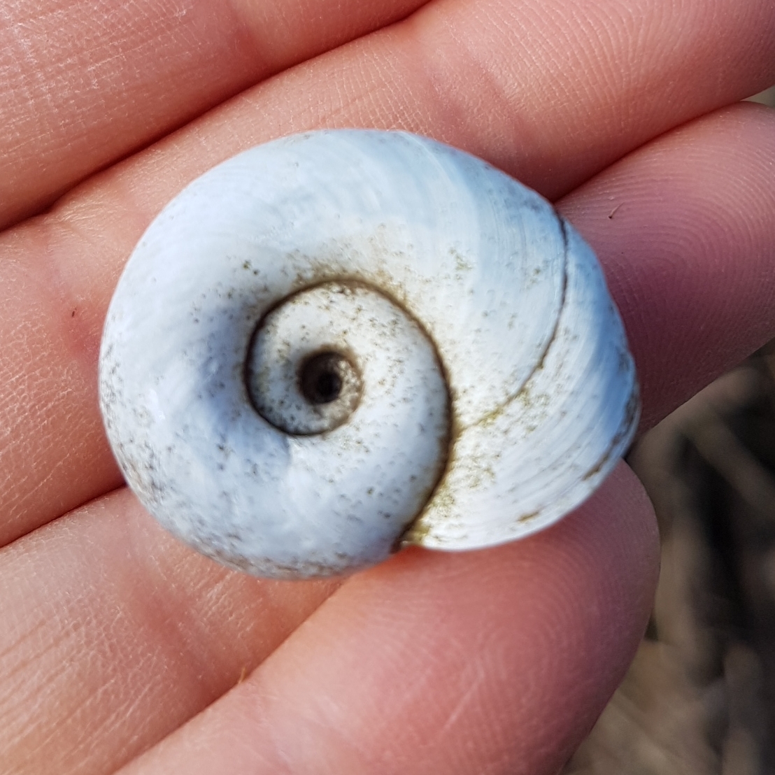 Planorbarius corneus (Linnaeus, 1758)