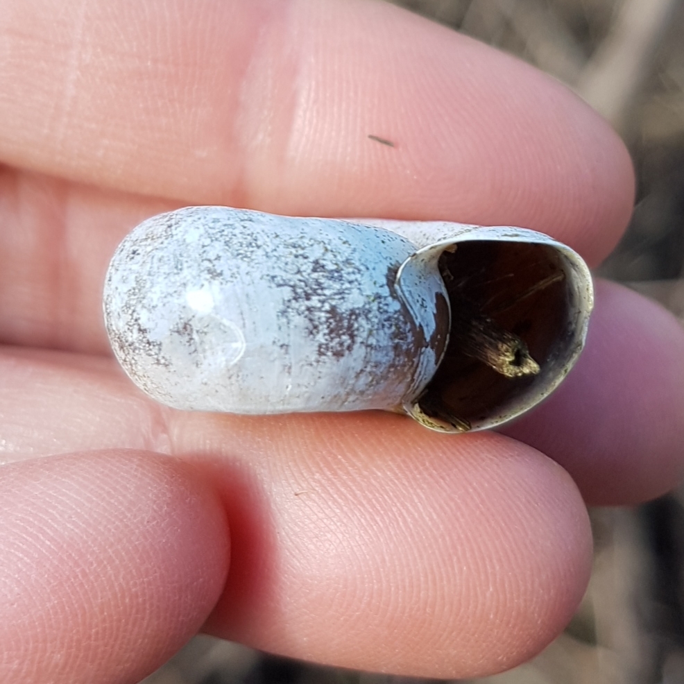 Planorbarius corneus (Linnaeus, 1758)