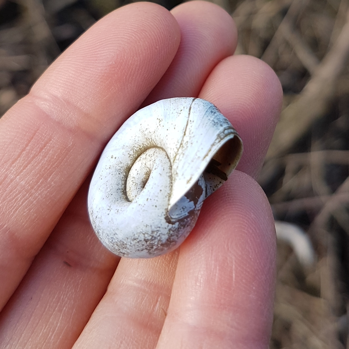 Planorbarius corneus (Linnaeus, 1758)