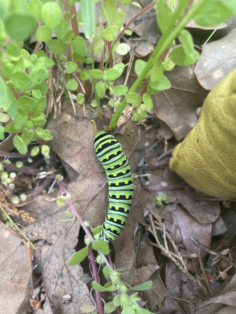 Black Swallowtail from Chappell Hill, TX, US on April 3, 2023 at 04:04 ...