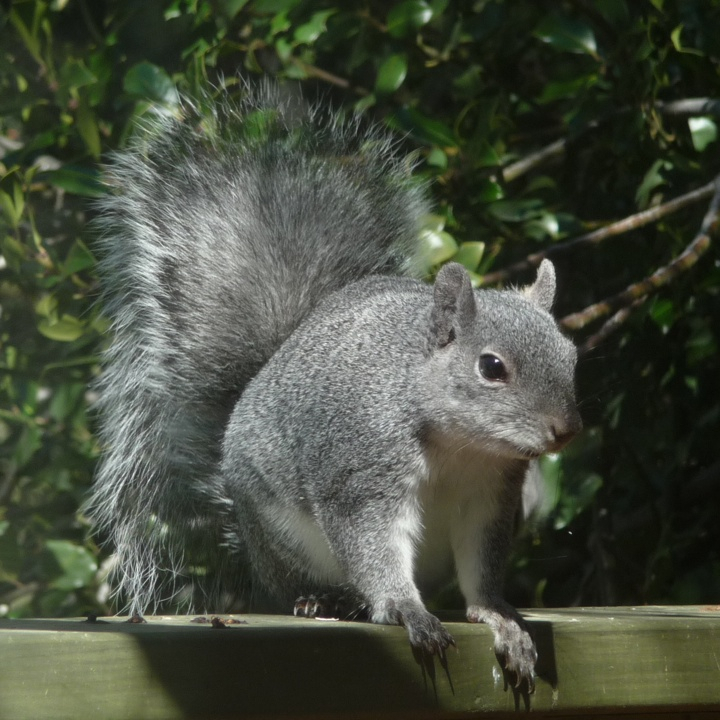 Western Gray Squirrel (Sciurus griseus) - Know Your Mammals