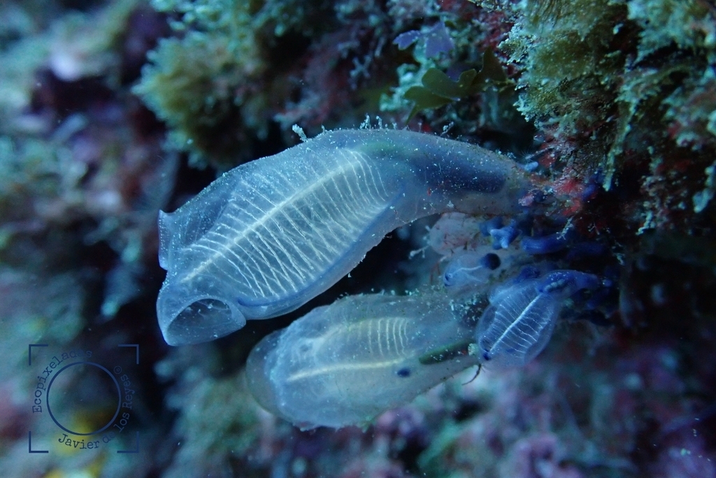 Bluestriped light bulb tunicate from Ensenada de los Berengueles ...