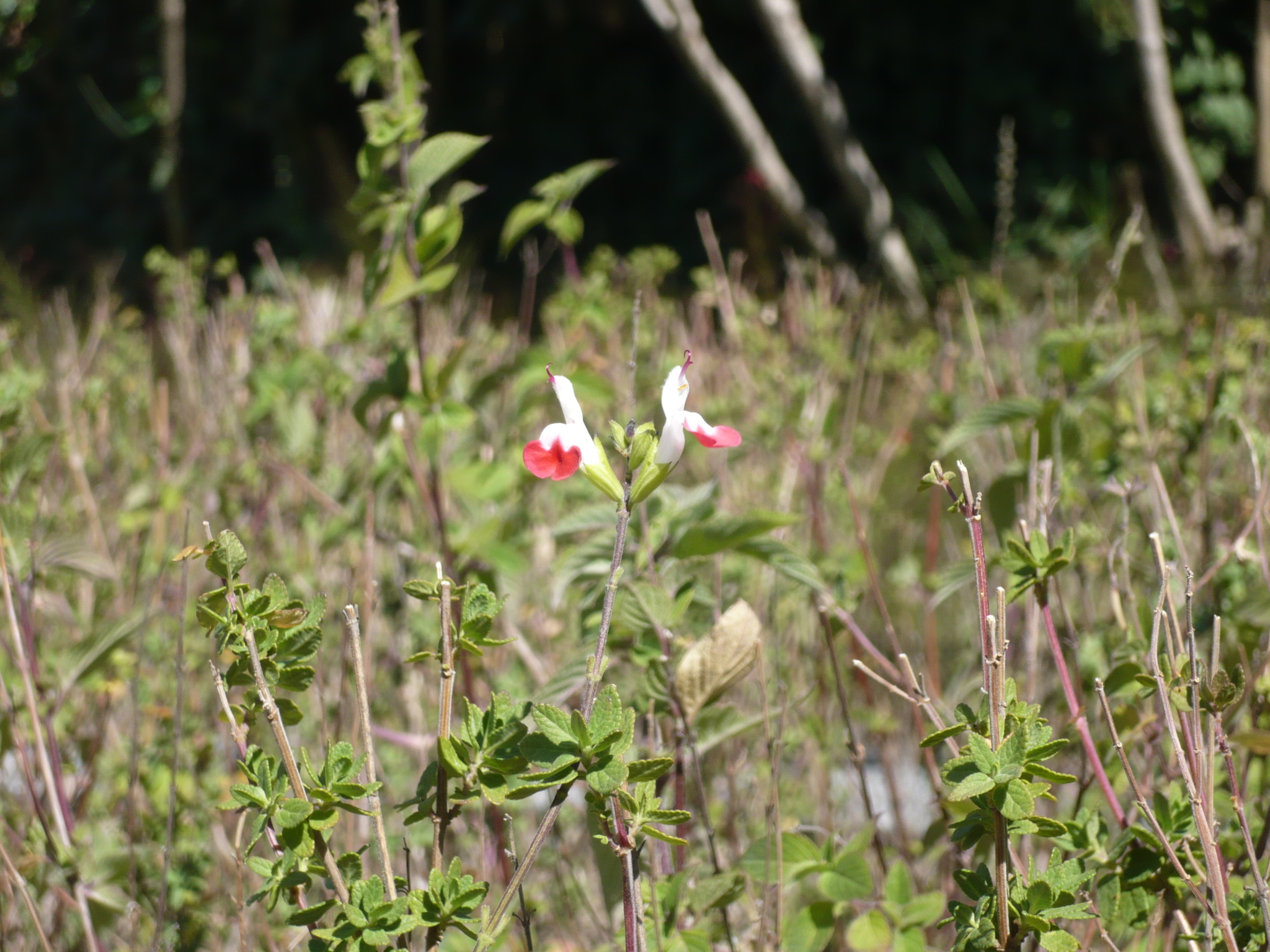Salvia microphylla Kunth