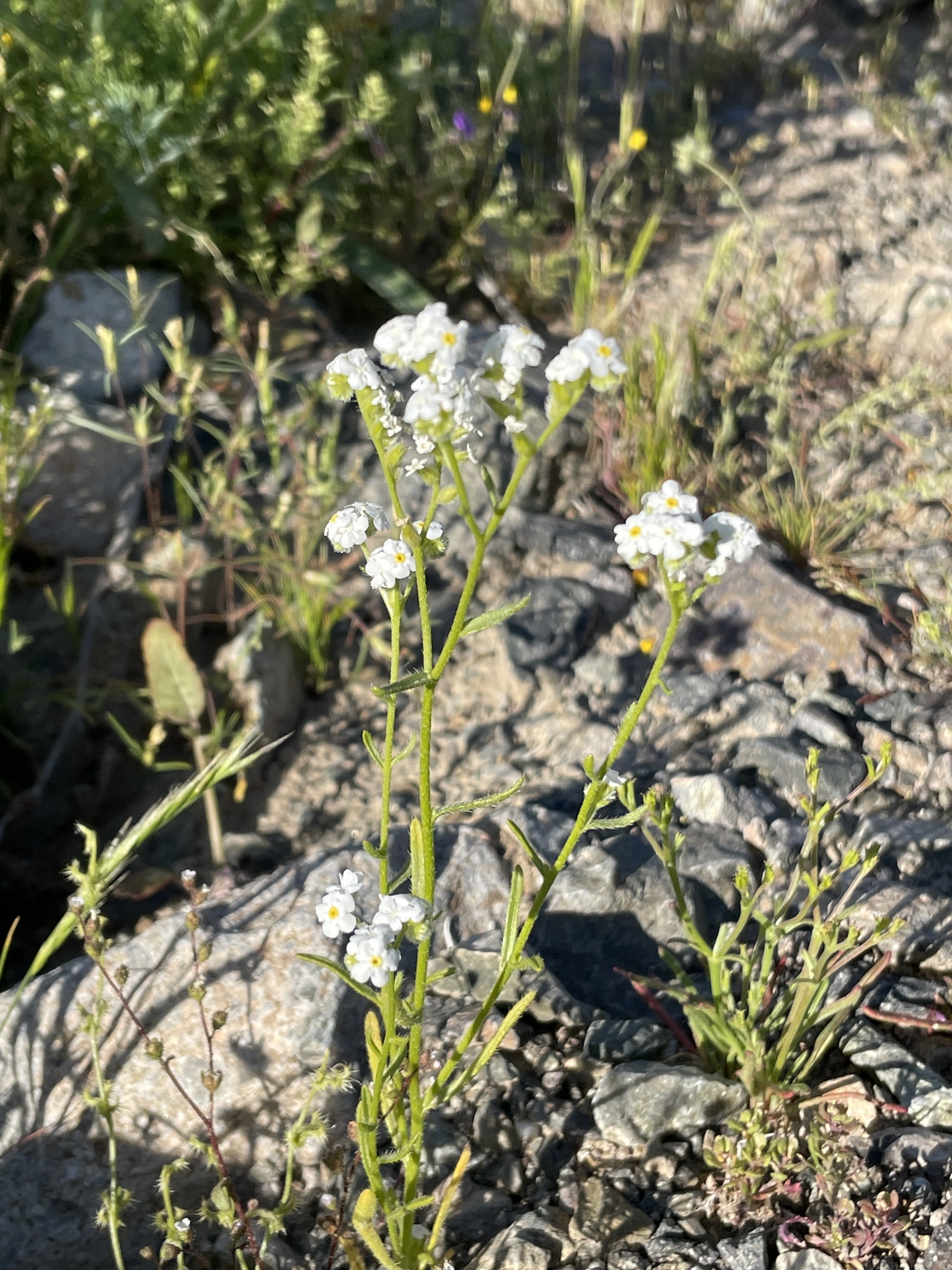 Cryptantha utahensis (A.Gray) Greene