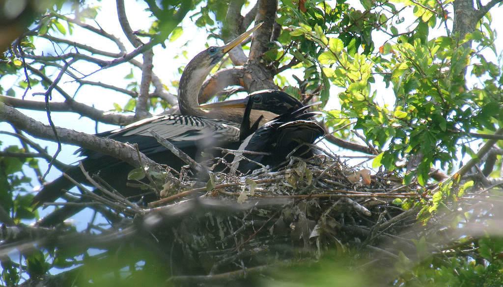 Anhinga from UTSW rookery Campus, Dallas, TX 75390, USA on July 13 ...