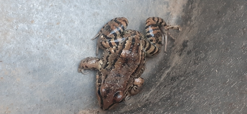 Mustached Frog from Ruta 74 Y Klm.32.800, 15500 Fracc. Sobre Ruta 74 ...