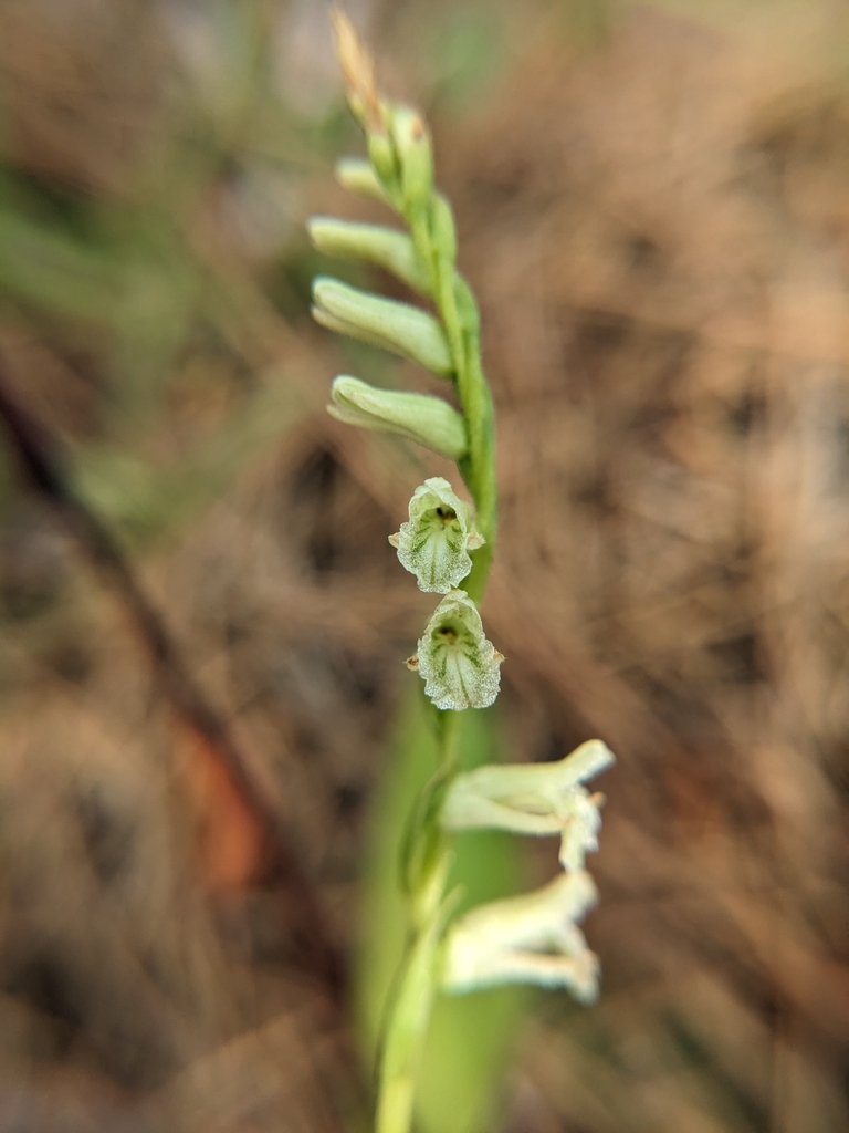 woodland ladies'-tresses in April 2023 by Ethan Gamble · iNaturalist
