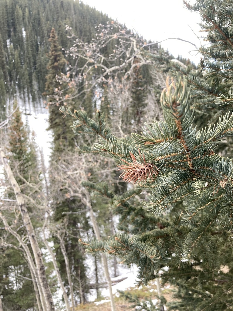 spruce aphids from Kananaskis, AB T0L, Canada on April 01, 2023 at 10: ...