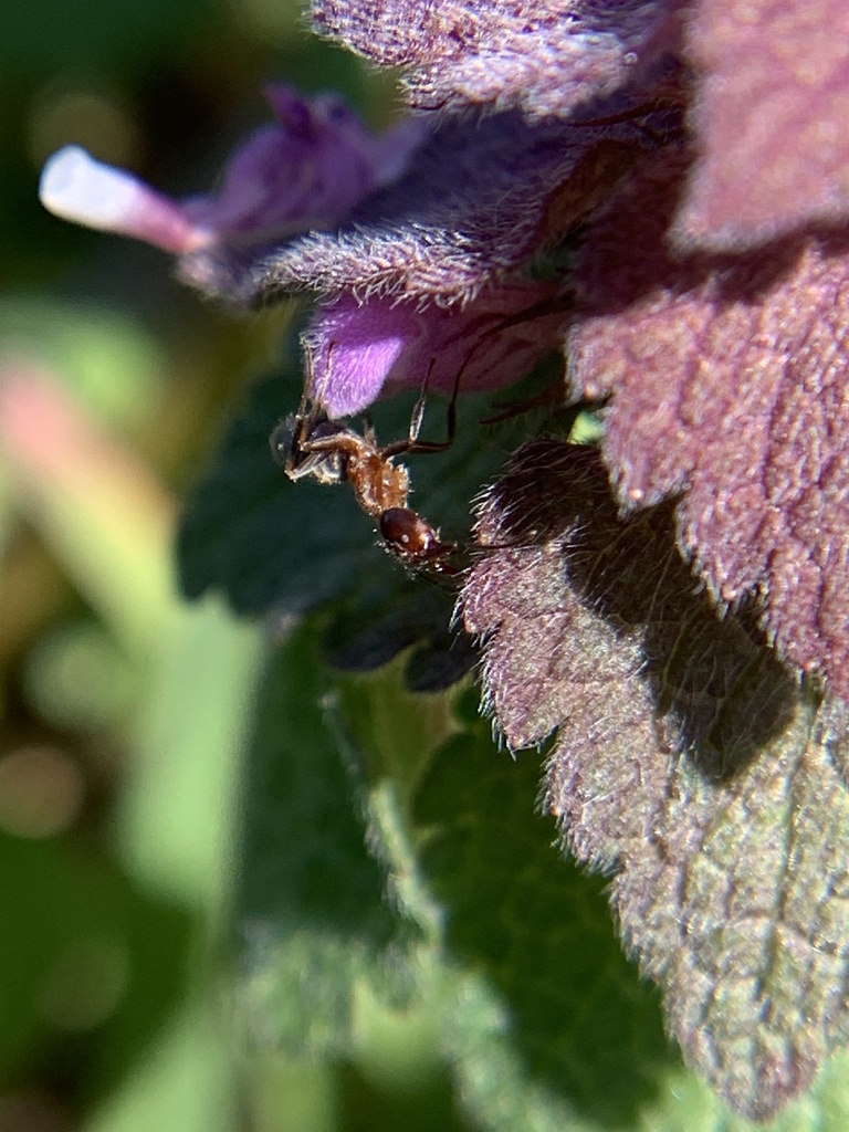 Western Velvety Tree Ant from Seventh St, Redding, CA, US on March 30 ...