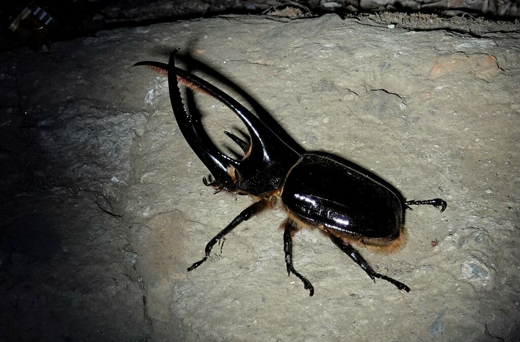 Neptune Beetle in March 2023 by Paul Prior · iNaturalist