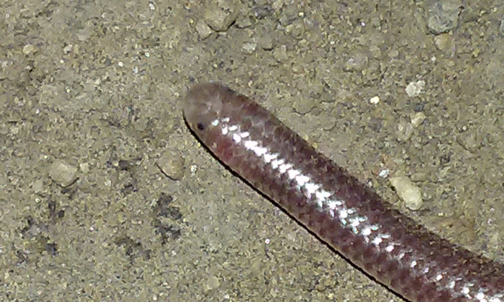 Western Threadsnake from N Fortuna Mountain Summit Trail, Santee, CA ...