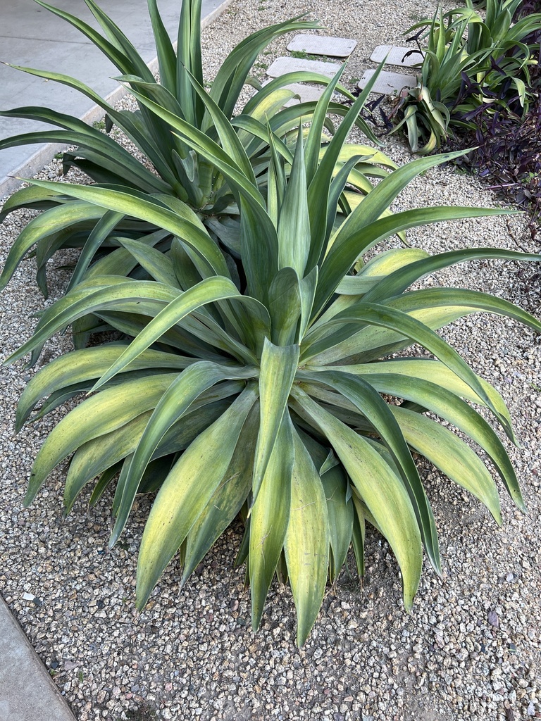 Smooth Agave from Arizona State University, Tempe, AZ, US on April 03 ...