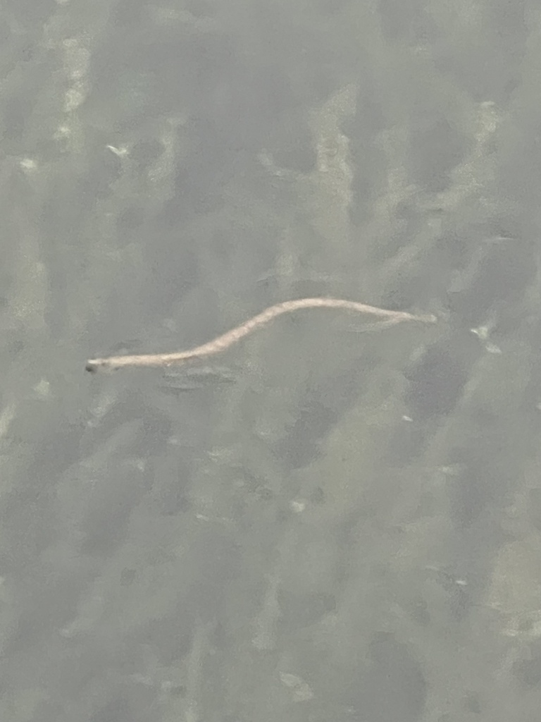 Watersnakes from Barton Creek, Austin, TX, US on April 3, 2023 at 07:50 ...