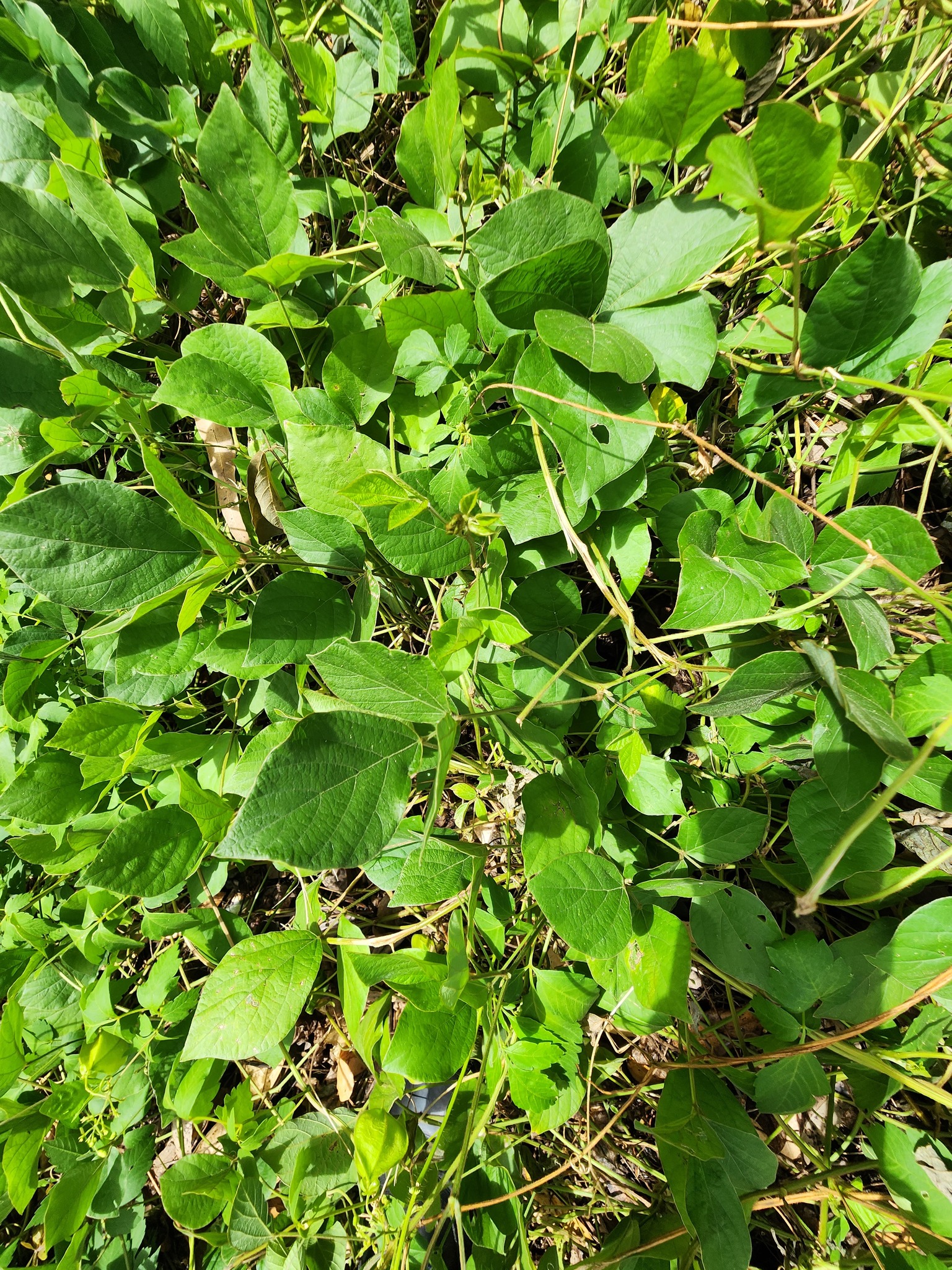 Neonotonia J.A.Lackey