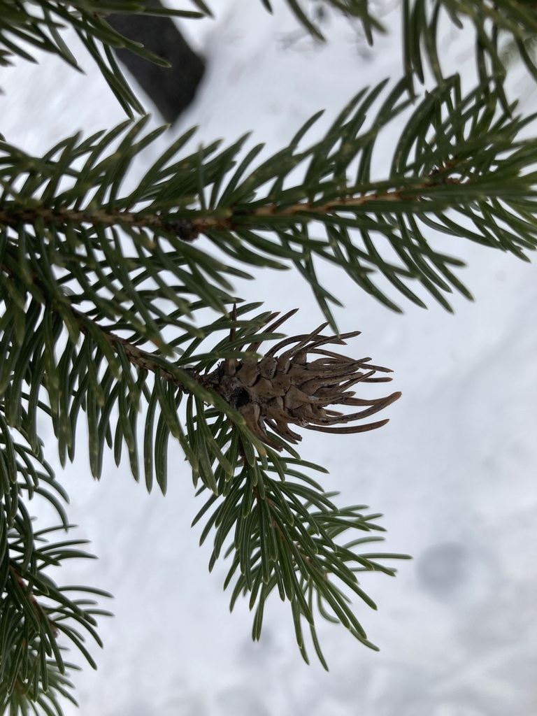 spruce aphids from Kananaskis, AB T0L, Canada on April 01, 2023 at 11: ...