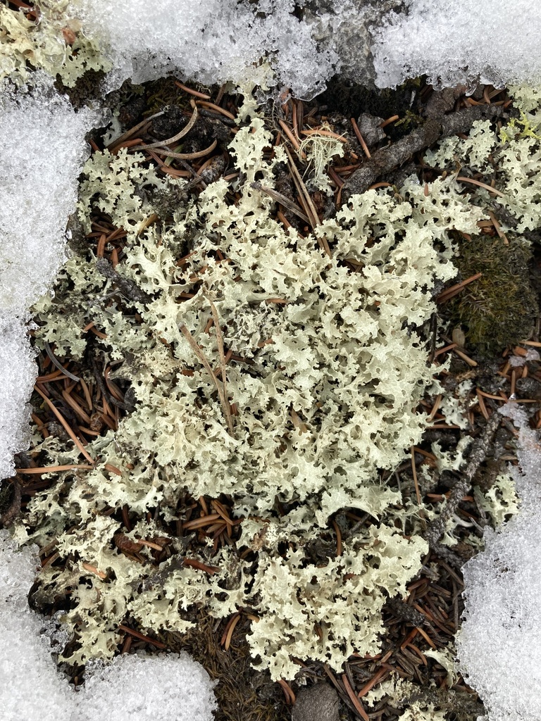 Crinkled Snow Lichen from Kananaskis, AB T0L, Canada on April 01, 2023 ...