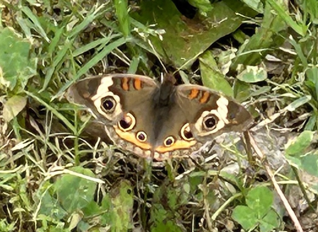 Common Buckeye from East Houston, Houston, TX, US on April 03, 2023 at ...