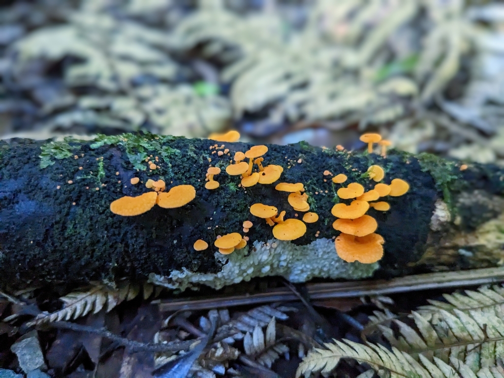 orange pore fungus from Pukeatua 3880, New Zealand on March 29, 2023 at ...