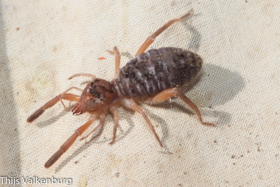 Solifugae