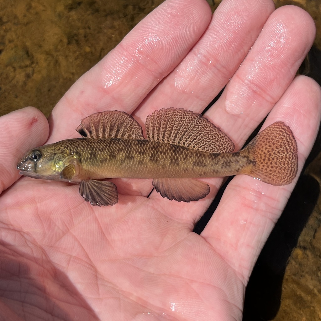 Tessellated Darter (Fish of Watts Branch) · iNaturalist