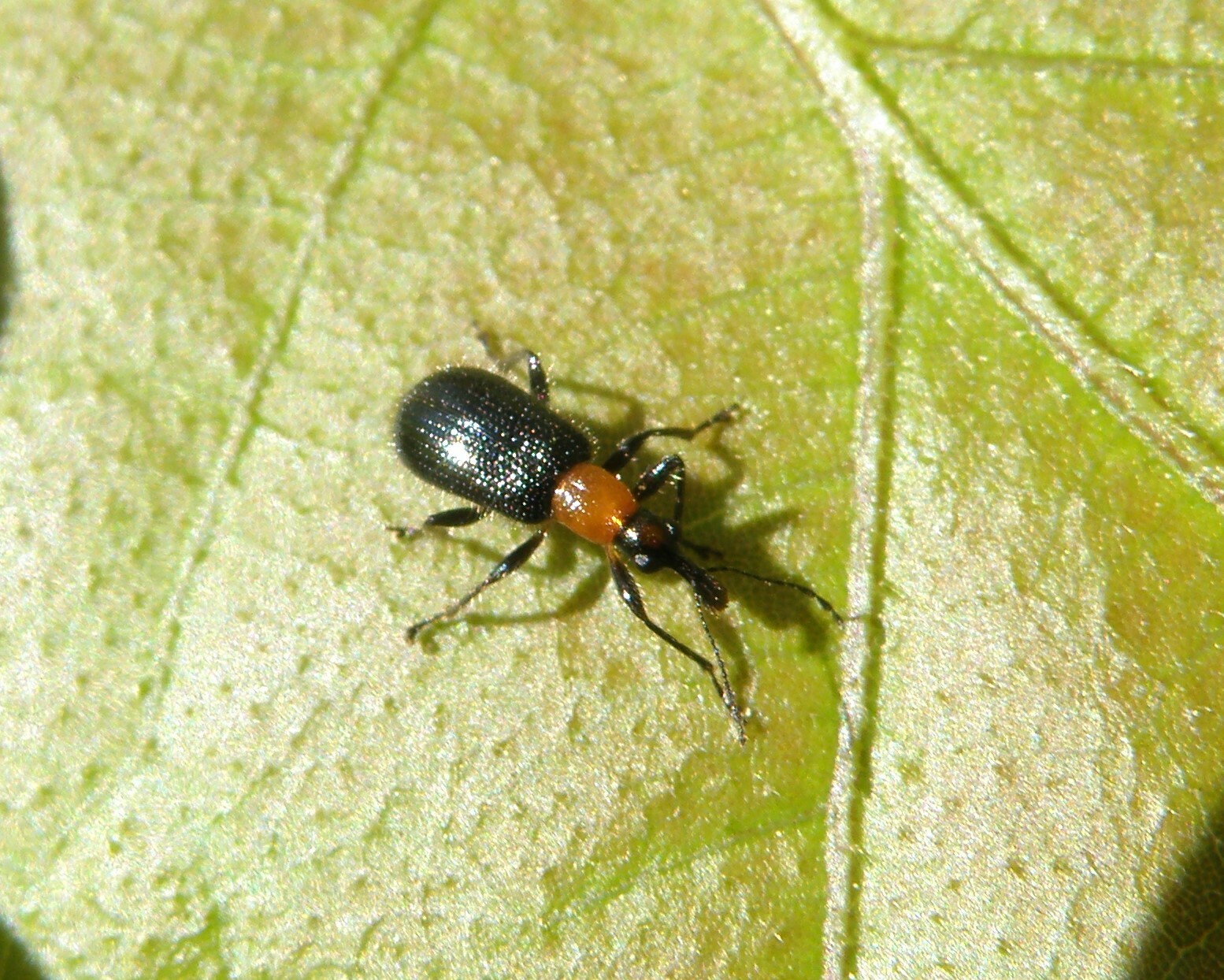 Eugnamptus angustatus (J.F.W.Herbst, 1797)