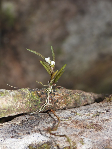 género Quekettia · iNaturalist Chile
