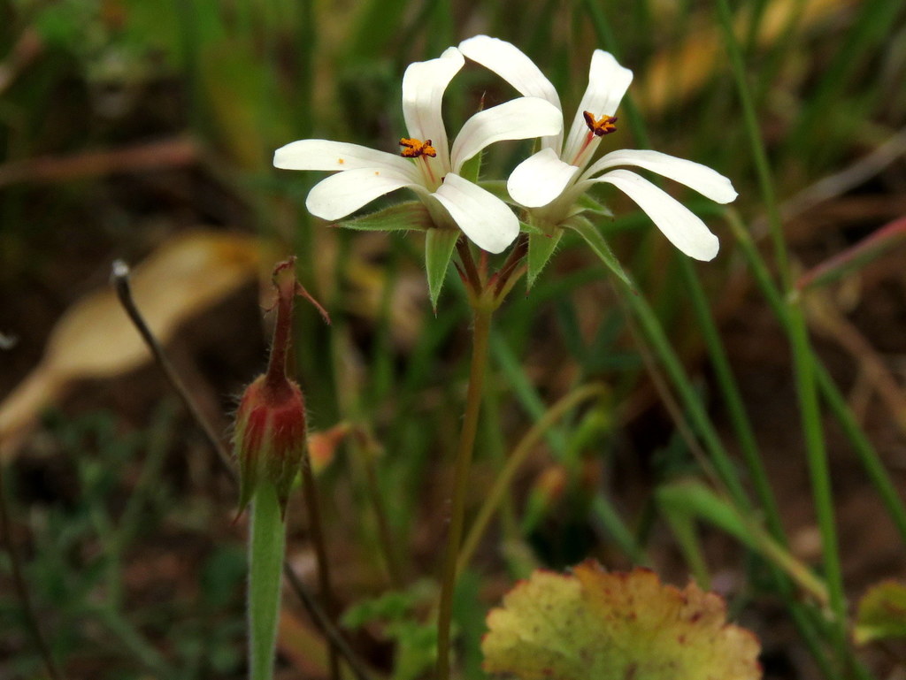 Long Storksbill from Tierhoek/Orange Grove Farm on October 10, 2018 at ...