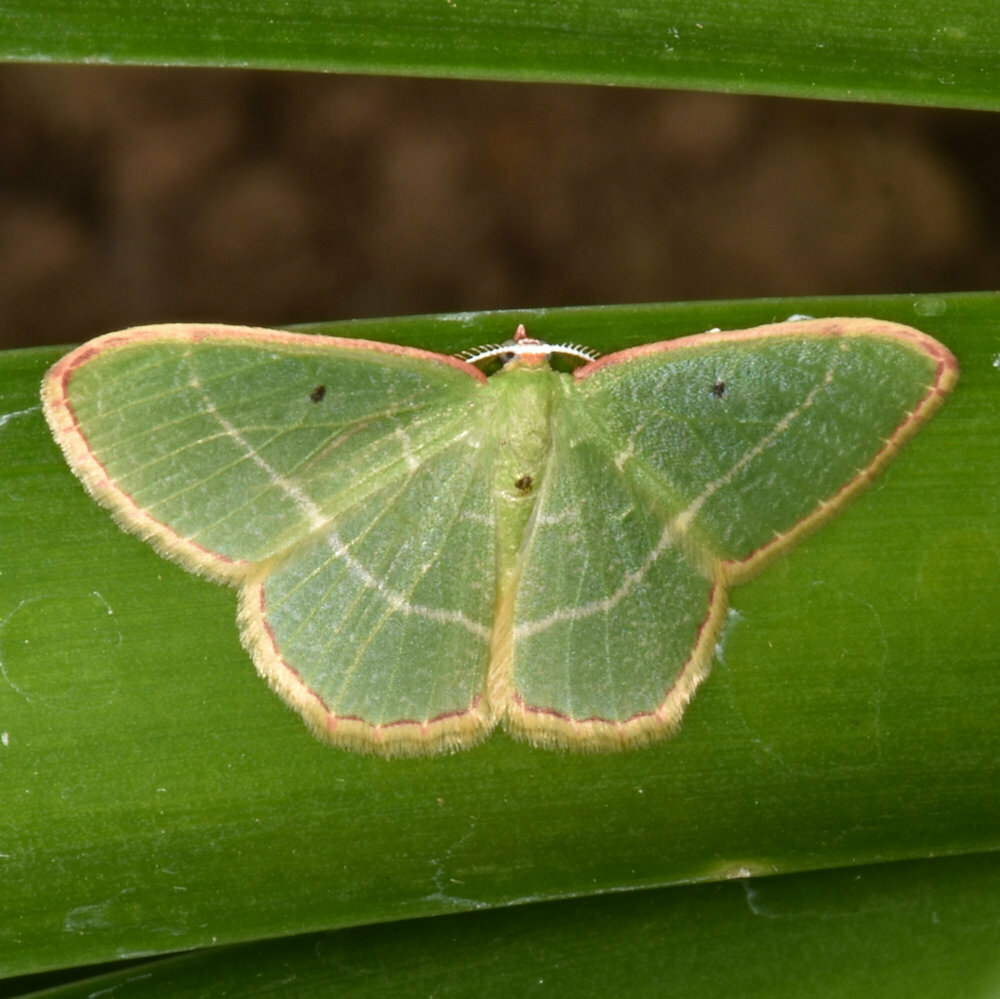 Nemoria from San José Province, Copey District, Costa Rica on March 20 ...