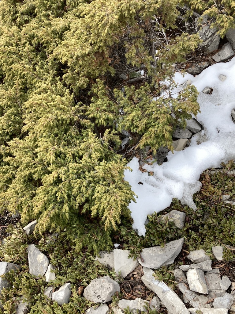 common juniper from Kananaskis, AB T0L, Canada on April 01, 2023 at 11: ...