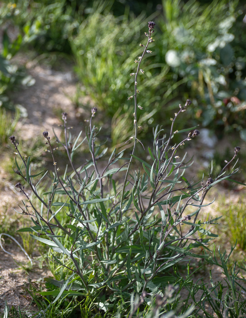 Fiddle Mustard from Kern County, CA, USA on March 28, 2023 at 05:03 PM ...
