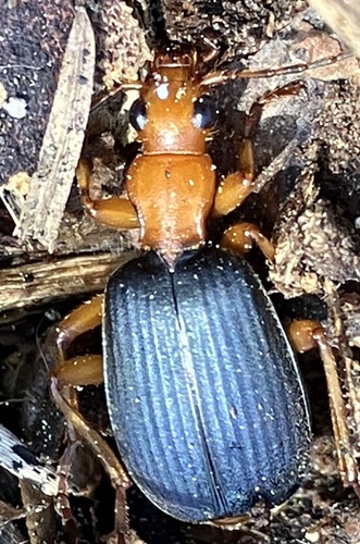 Brachinus alternans · iNaturalist