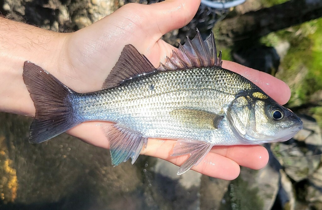 White Perch from Caroline County, MD, USA on April 03, 2023 at 11:25 AM ...