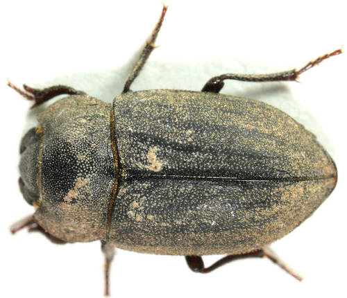 Genus Salax · iNaturalist