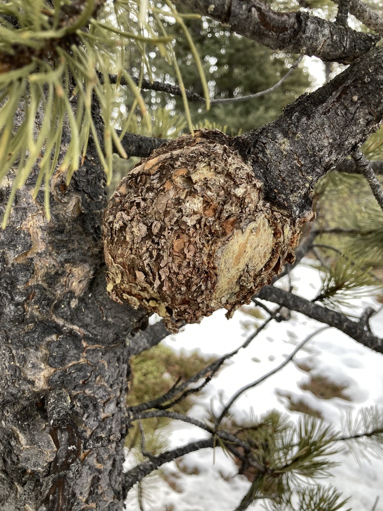 Western Gall Rust from Kananaskis, AB T0L, Canada on March 25, 2023 at ...