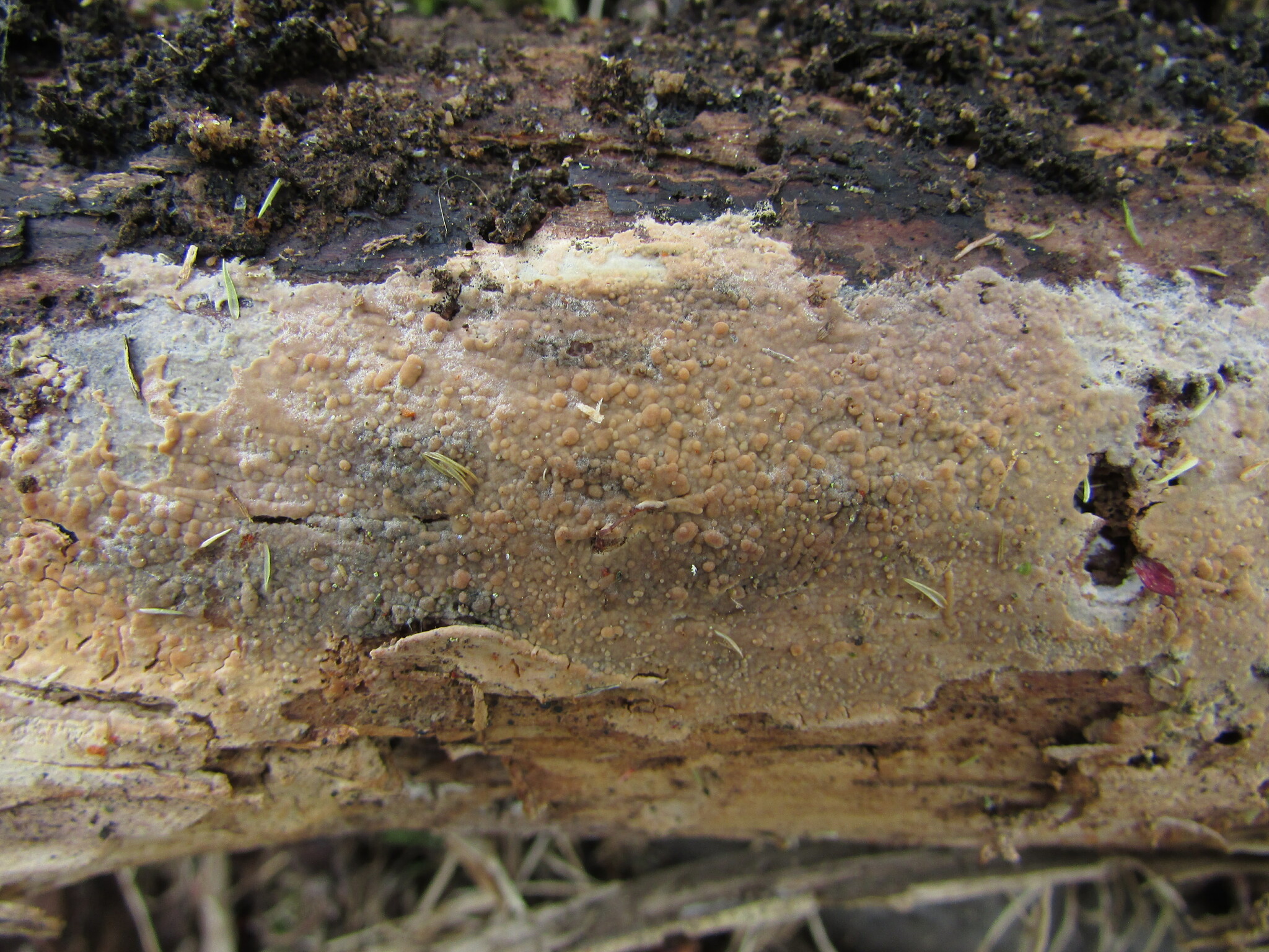 Hyphoderma roseocremeum - Rosafleckiger Rindenpilz