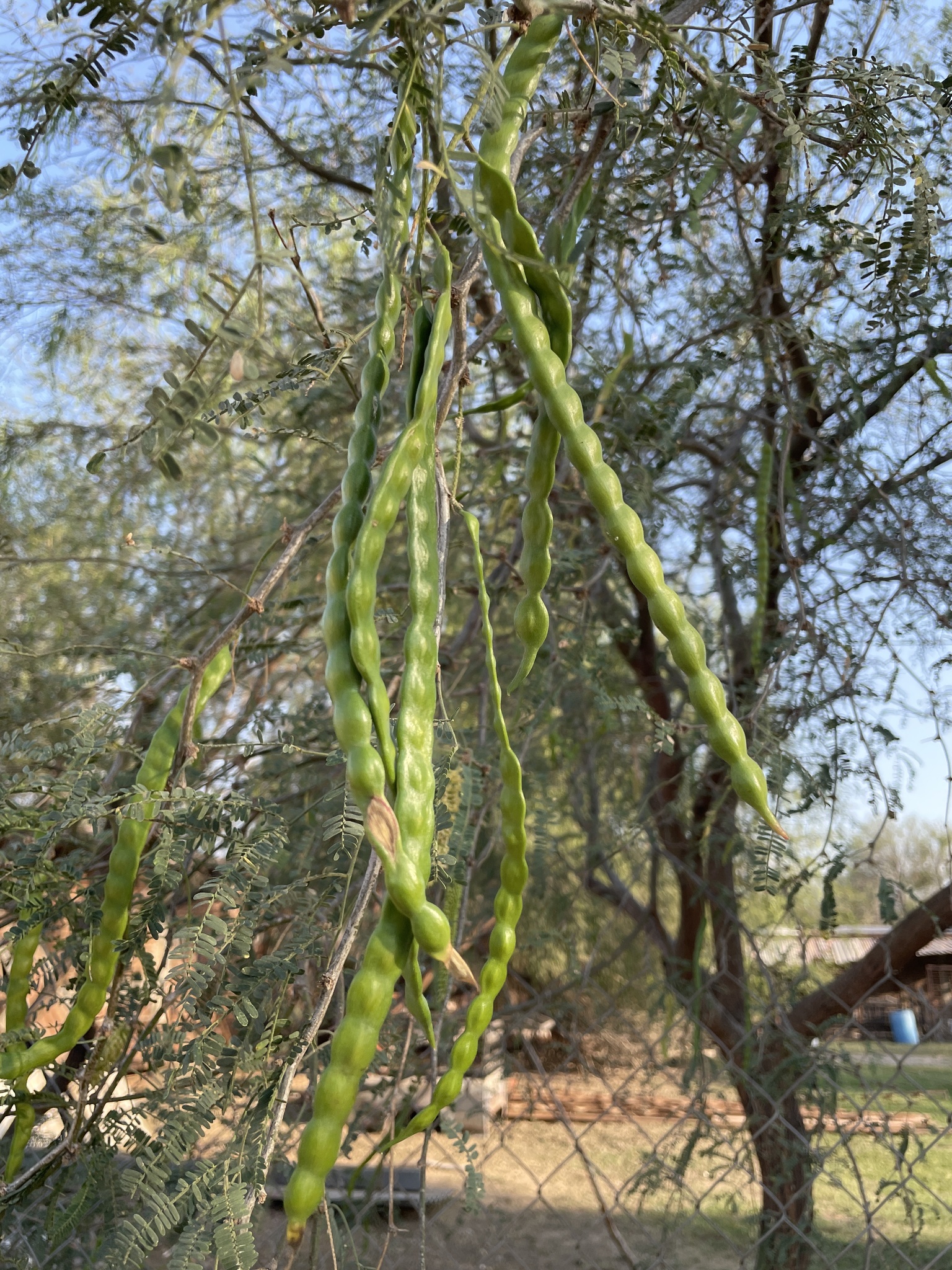 Prosopis laevigata (Humb. & Bonpl. ex Willd.) M.C.Johnst.