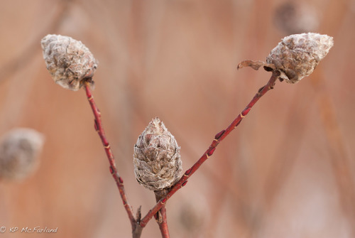 Willow Cone Gall Midge (Rhabdophaga strobiloides) · iNaturalist